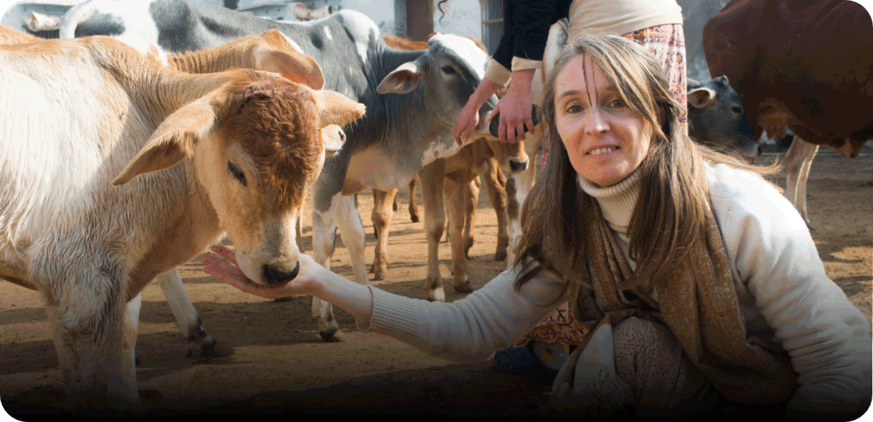 Why Serve Cows? - Haridas Foundation